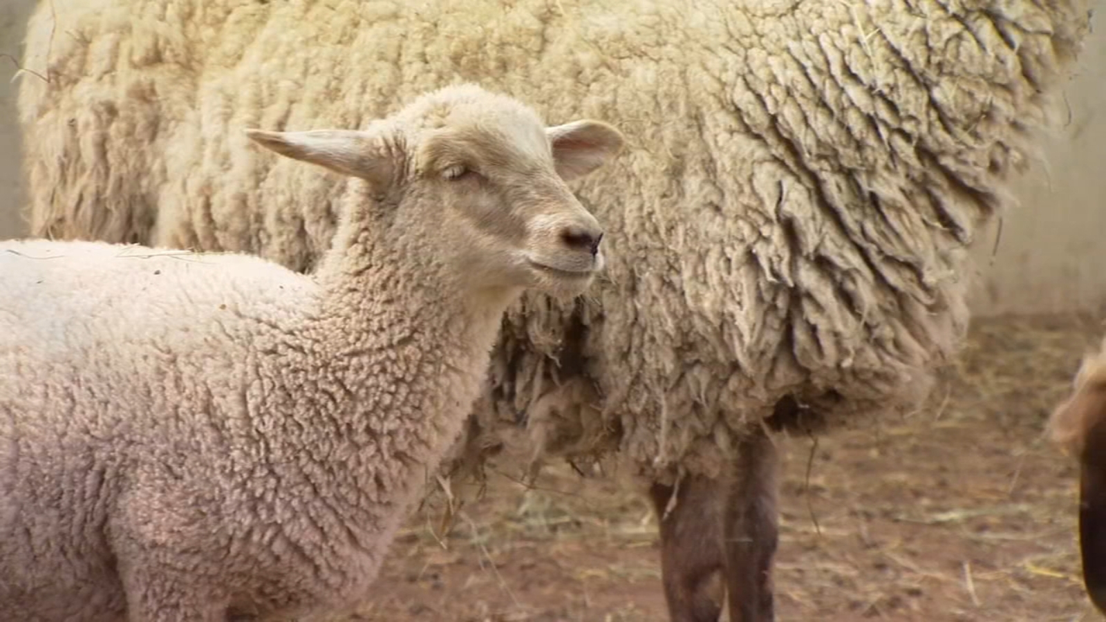 Horse Ranch needs volunteers to care for hundreds of displaced animals ...