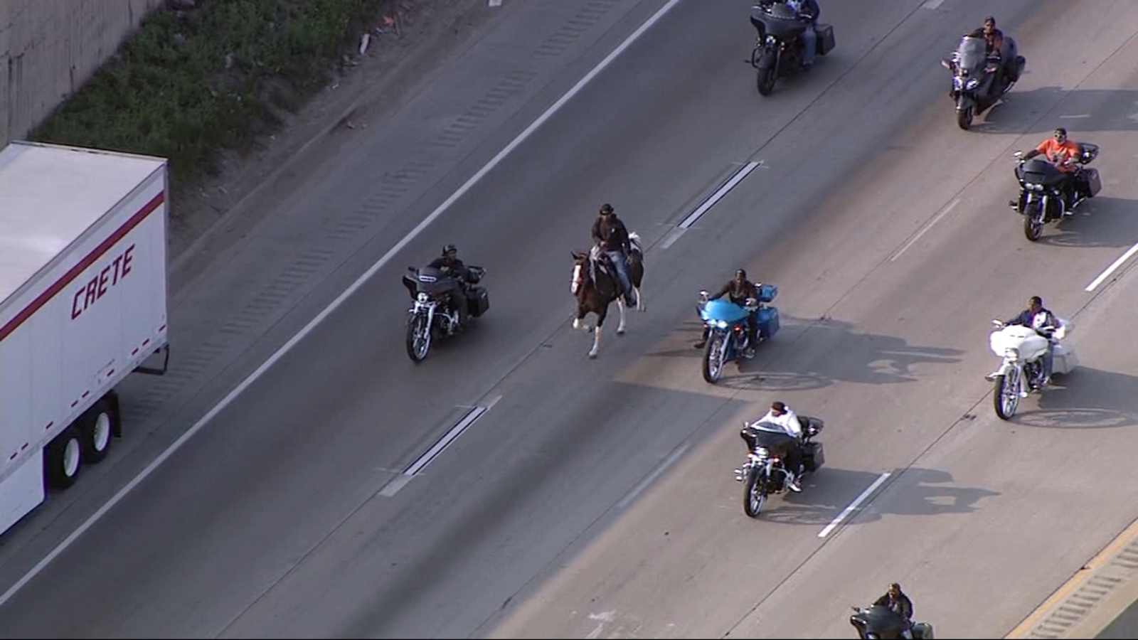 Dreadhead Cowboy horse improving at local farm rescue after fears ...