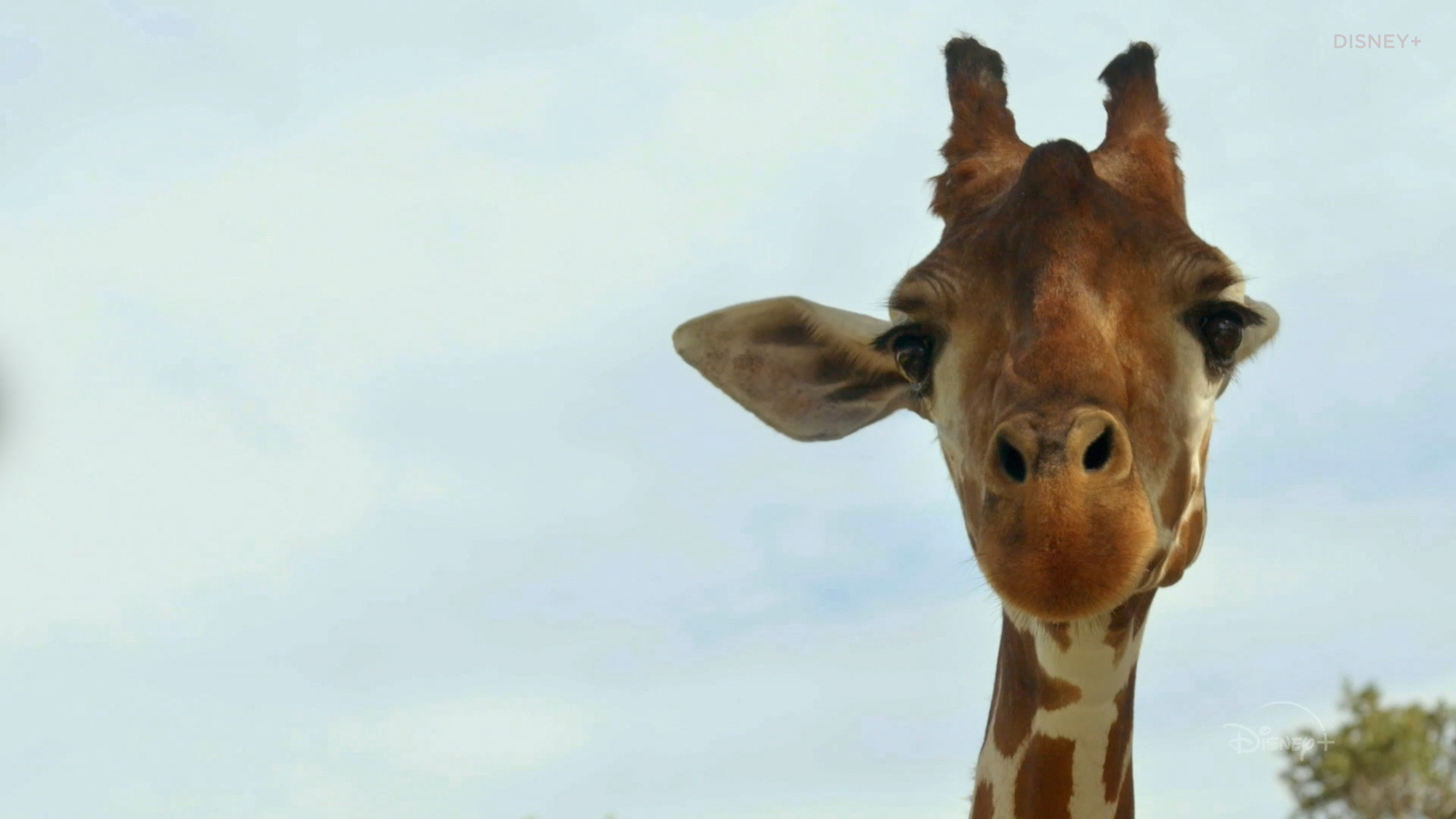 'Magic of Disney's Animal Kingdom' gives audiences a backstage pass to ...
