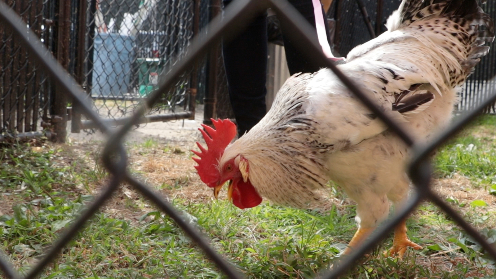 Play The Philadelphia Chickens