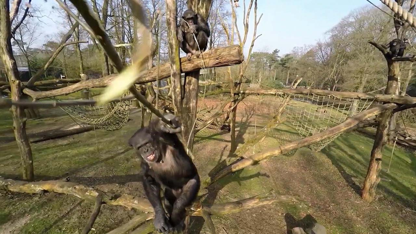 Video: Chimpanzee at Royal Burgers' Zoo in the Netherlands swats drone ...