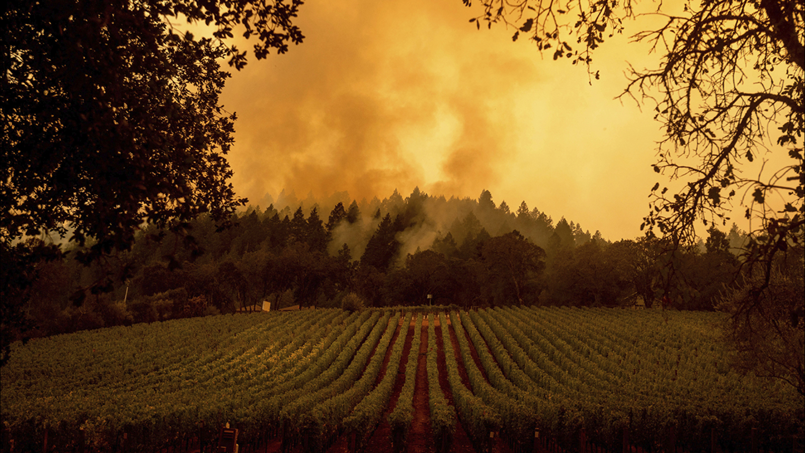 Glass Incident: Wildfire grows to 42,560 acres in Napa, Sonoma counties ...