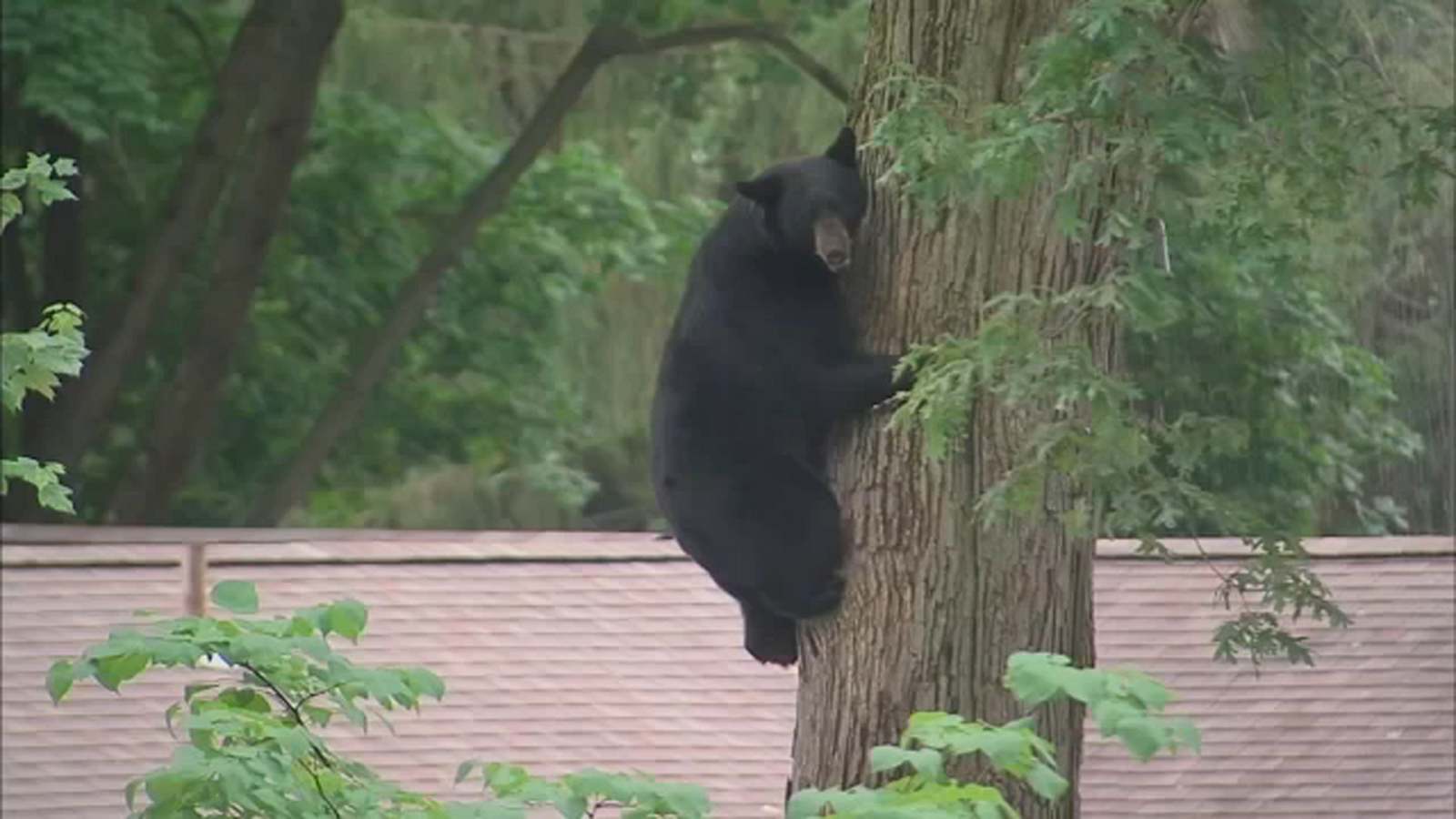 New Jersey's 6-day black bear hunt begins with archery - ABC7 New York