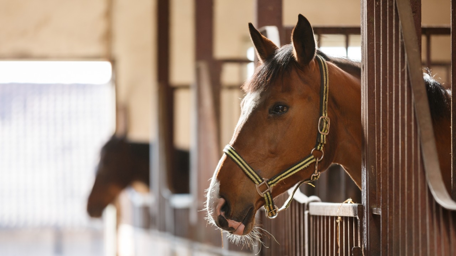 Mysterious illness kills 4 horses, sickens dozens more at North Carolina stable - ABC11 Raleigh ...
