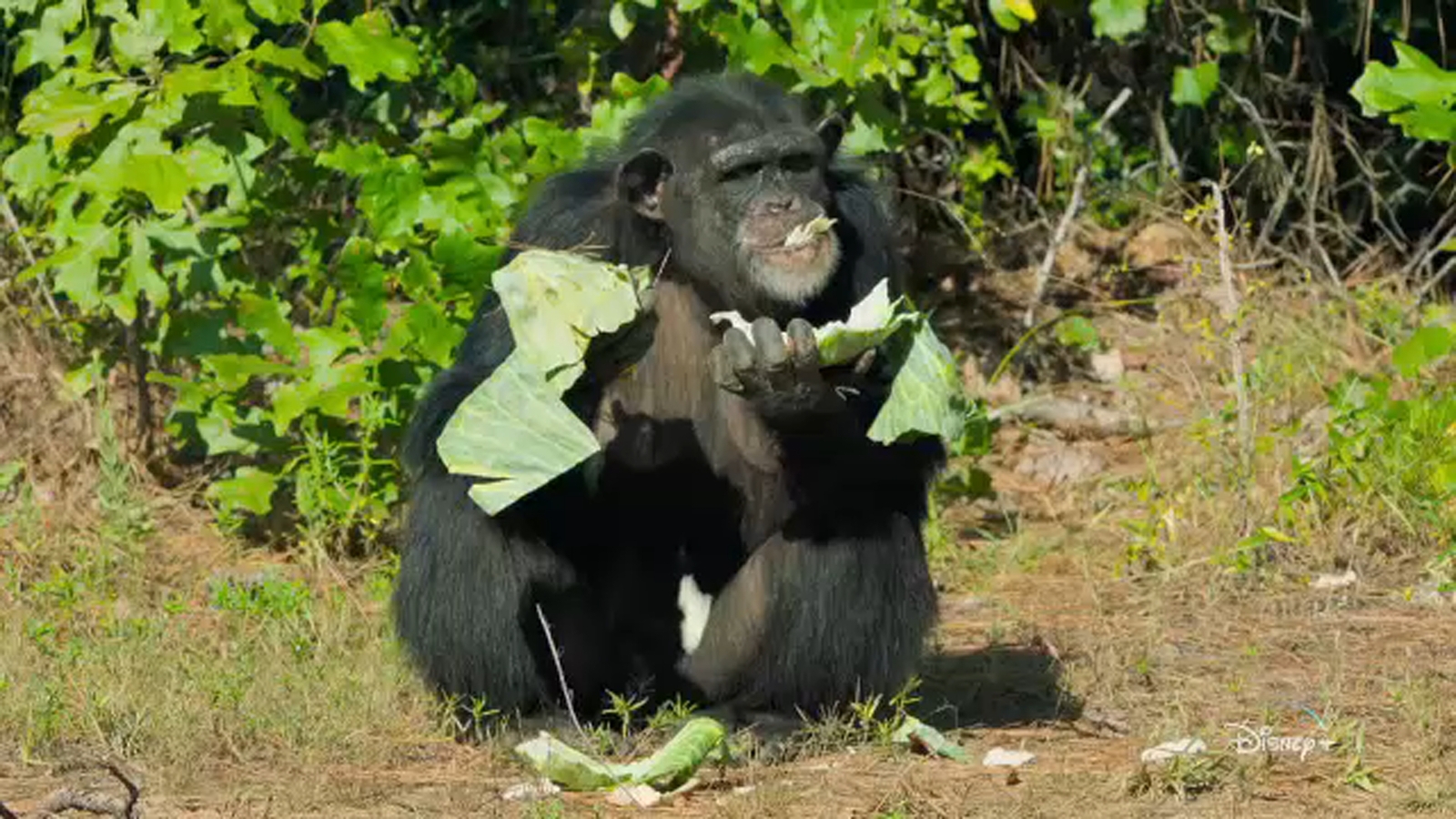 Dr. J takes you behind the scenes of 'Meet the Chimps' at Chimp Haven ...