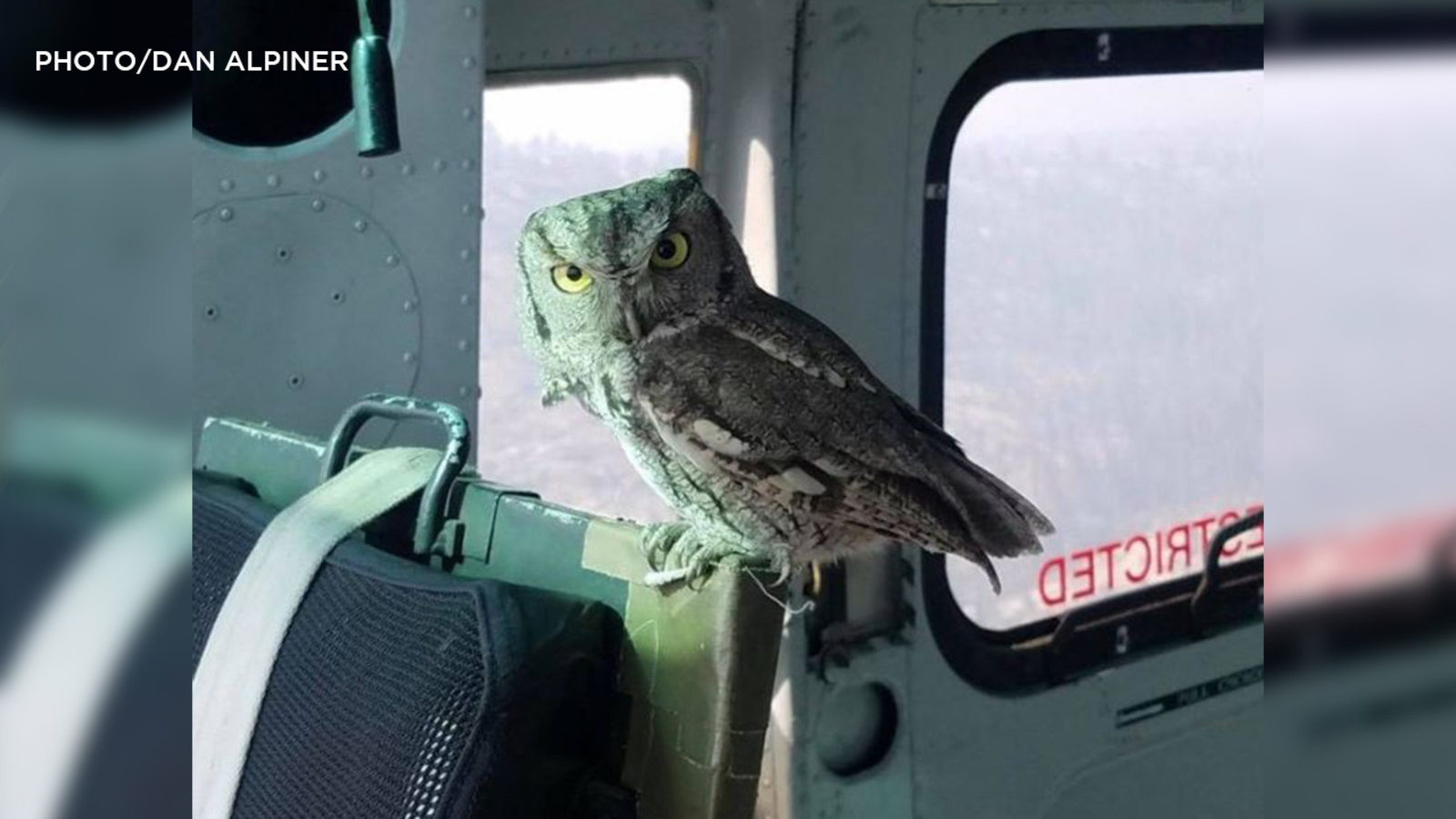 Owl flies into helicopter making water drops over Creek Fire - ABC7 San ...