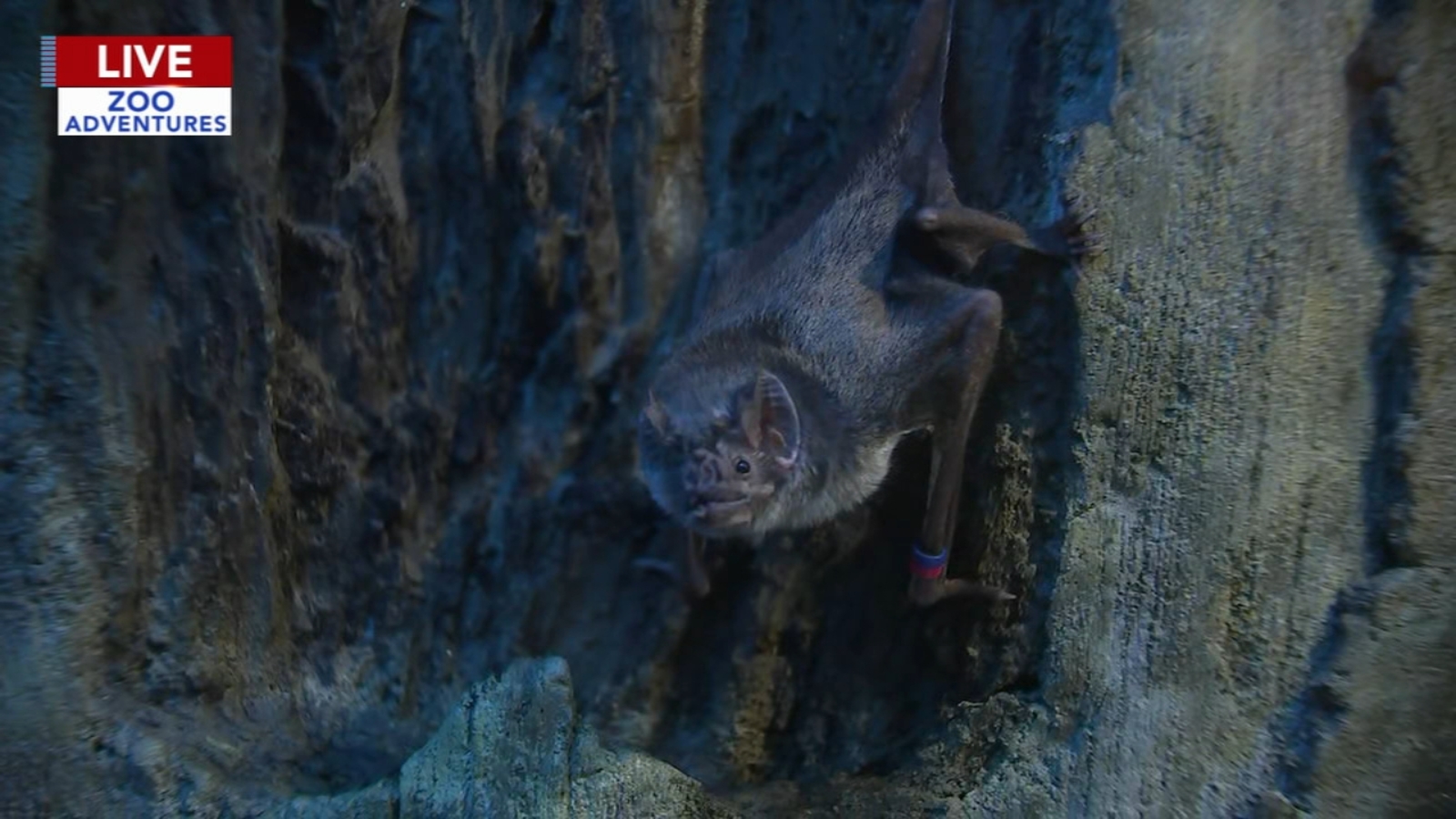 ZOO ADVENTURES: Cecily Tynan learns about Vampire bats at Philadelphia ...