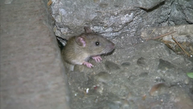 Rat problem raising concerns at San Francisco's Helen Diller Playground ...