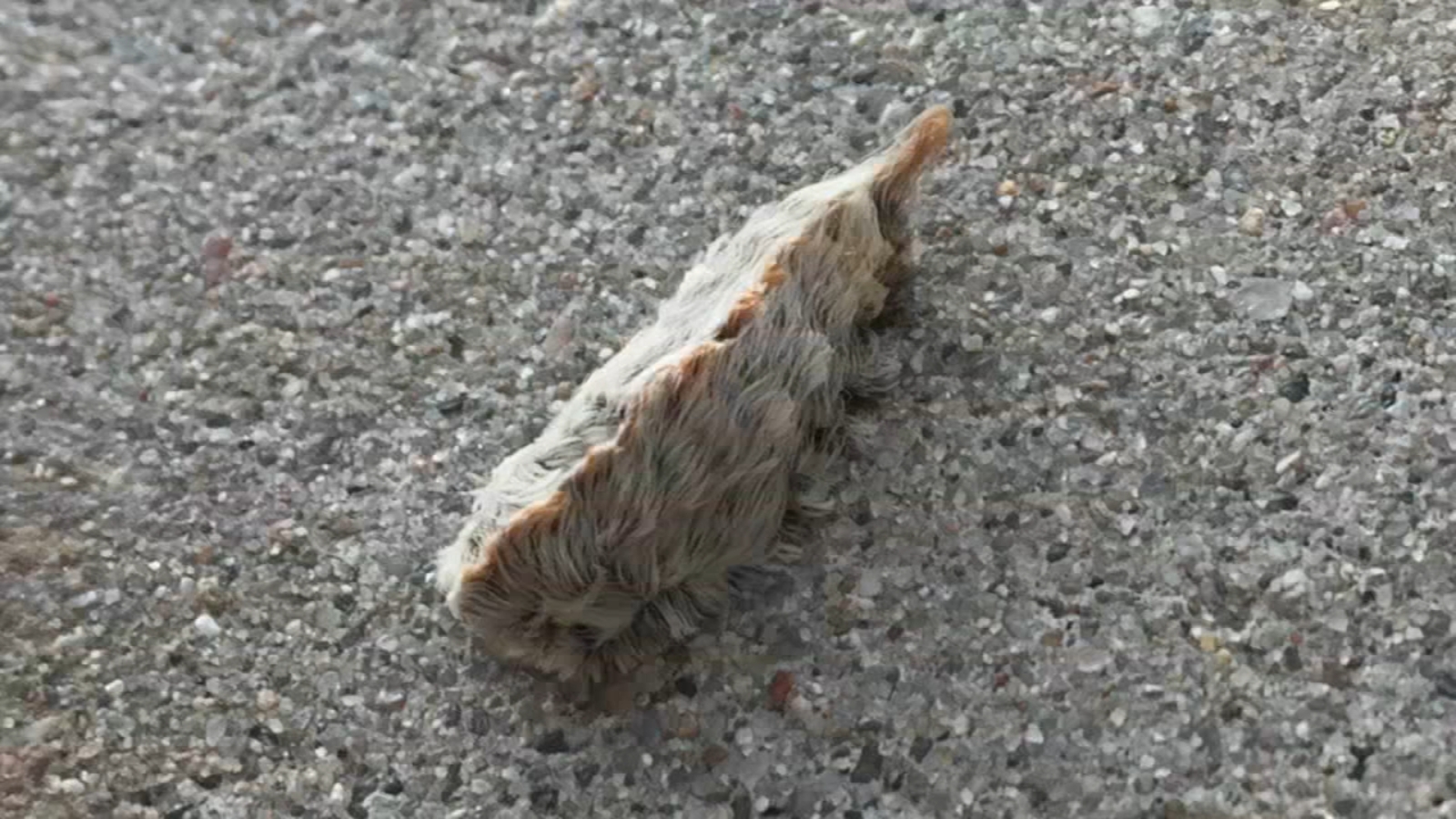 Venomous asp caterpillar makes a comeback around Houston - ABC13 Houston