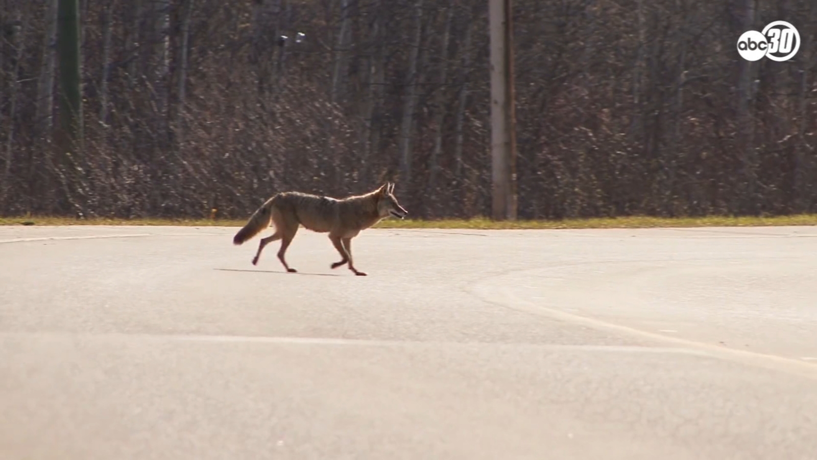 Know the Road with the CHP: What do I do if there's an animal in the ...