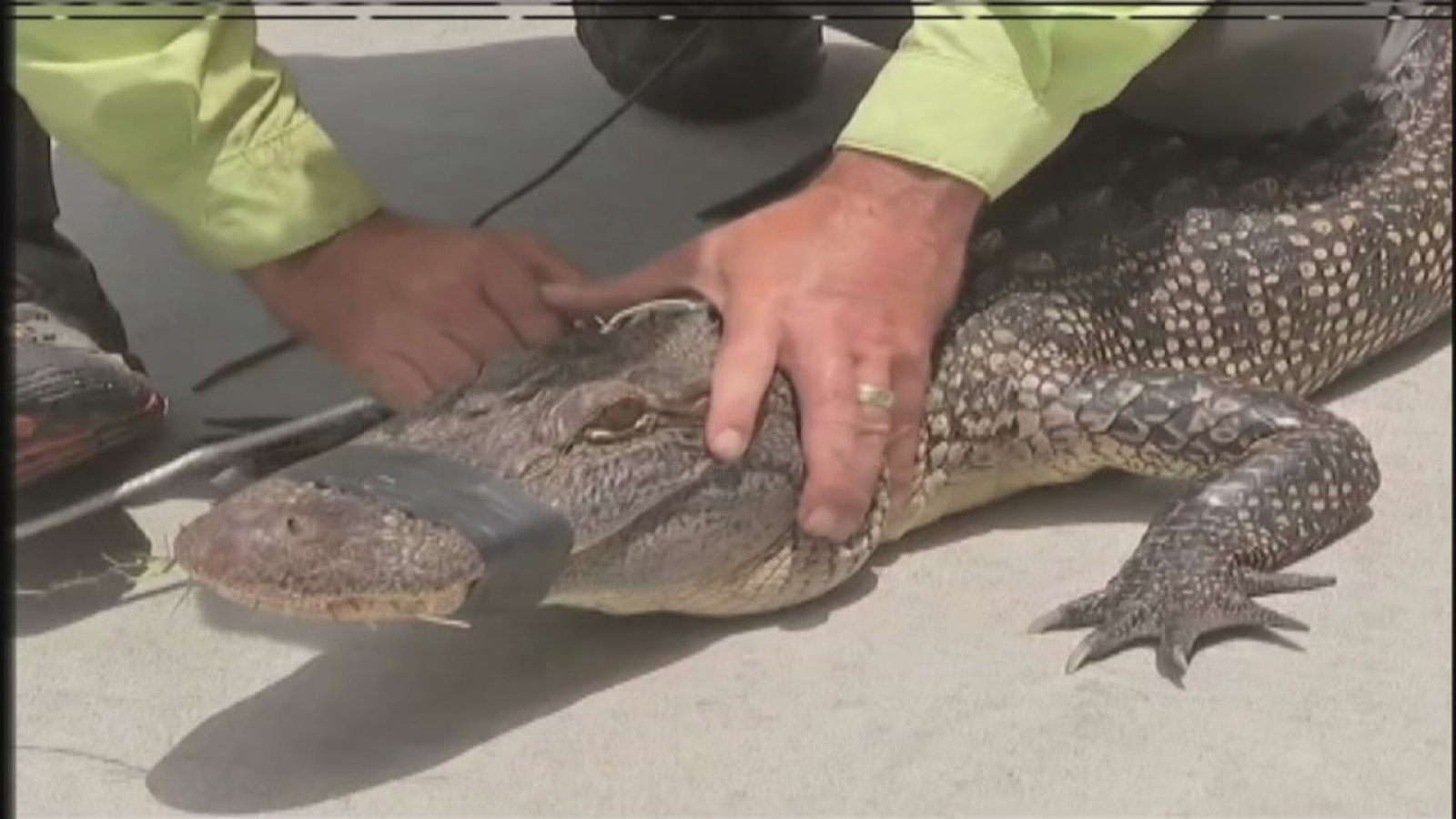 Experts called in to rescue alligator next to office building in west ...