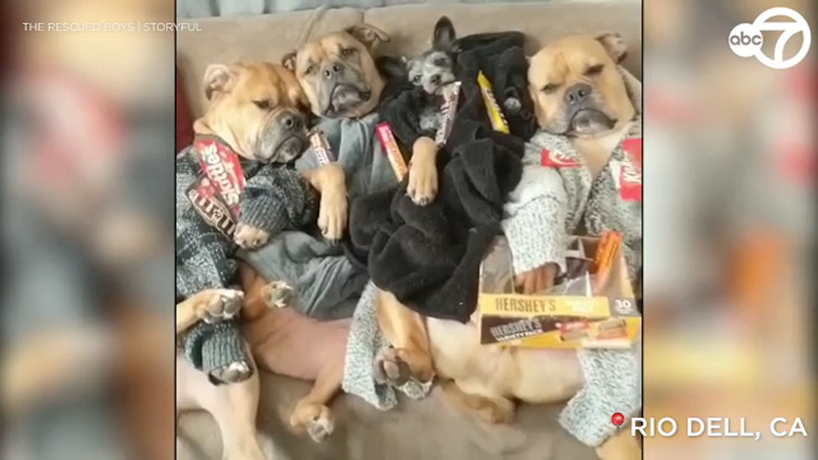Video: Dogs in 'candy coma' costume win Halloween 2020 - ABC7 New York