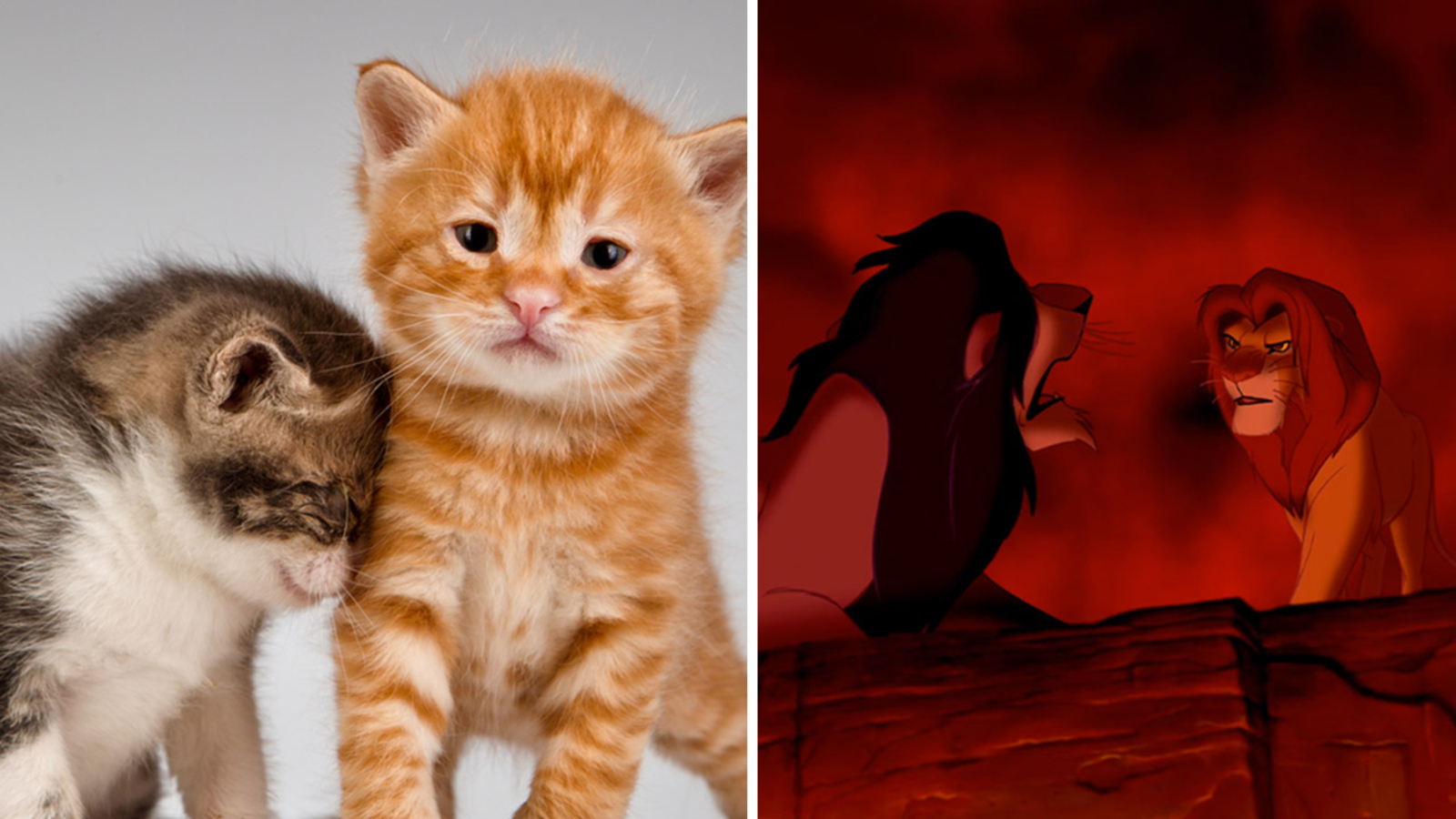 VIDEO: Kittens reenact Simba and Scar's battle from Disney's 'The Lion King' - ABC7 Chicago