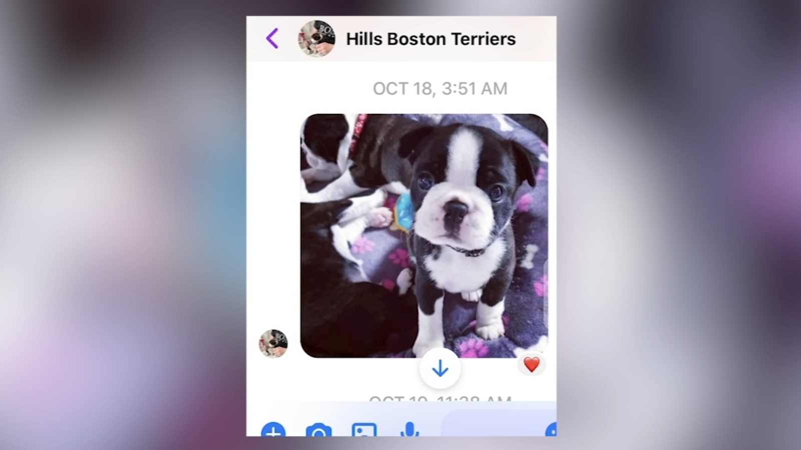 Online dog buying scam costs Geneva woman hundreds of dollars - ABC7 ...