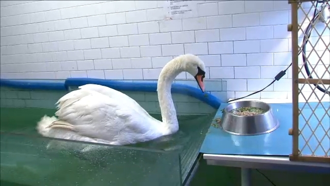 Lucy Yang | ABC7 WABC News Team - ABC7 New York