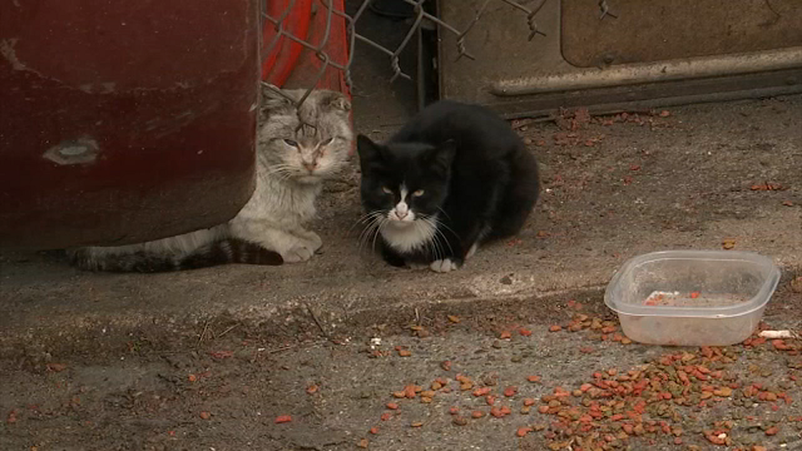 Feral cat population rising on Long Island due to suspension of TNR ...