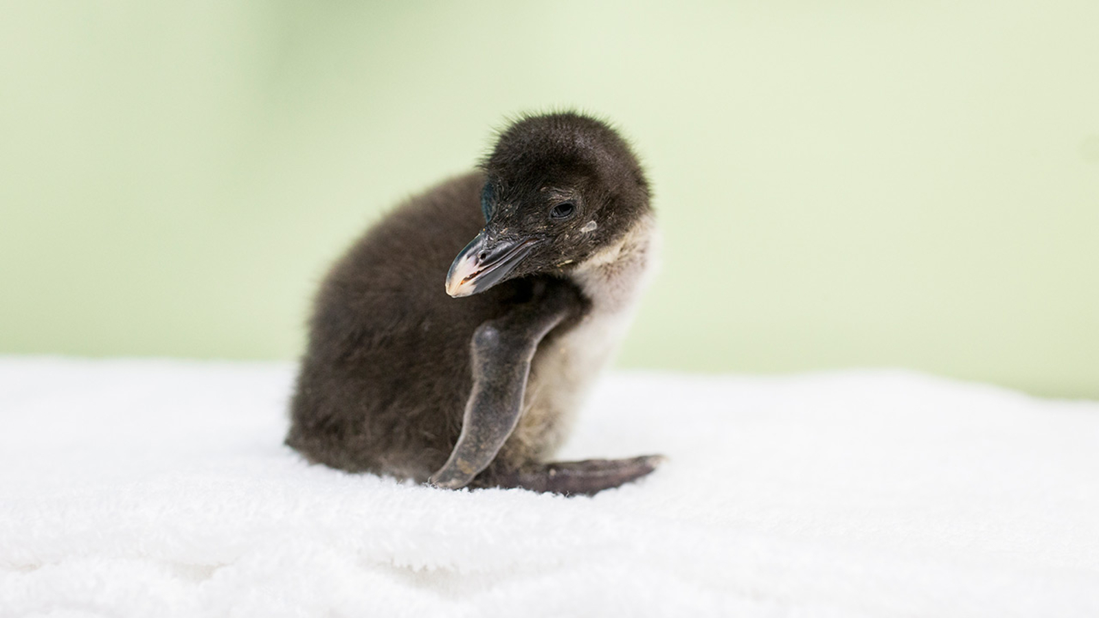 Penguin chick hatches at Shedd Aquarium - ABC7 Chicago
