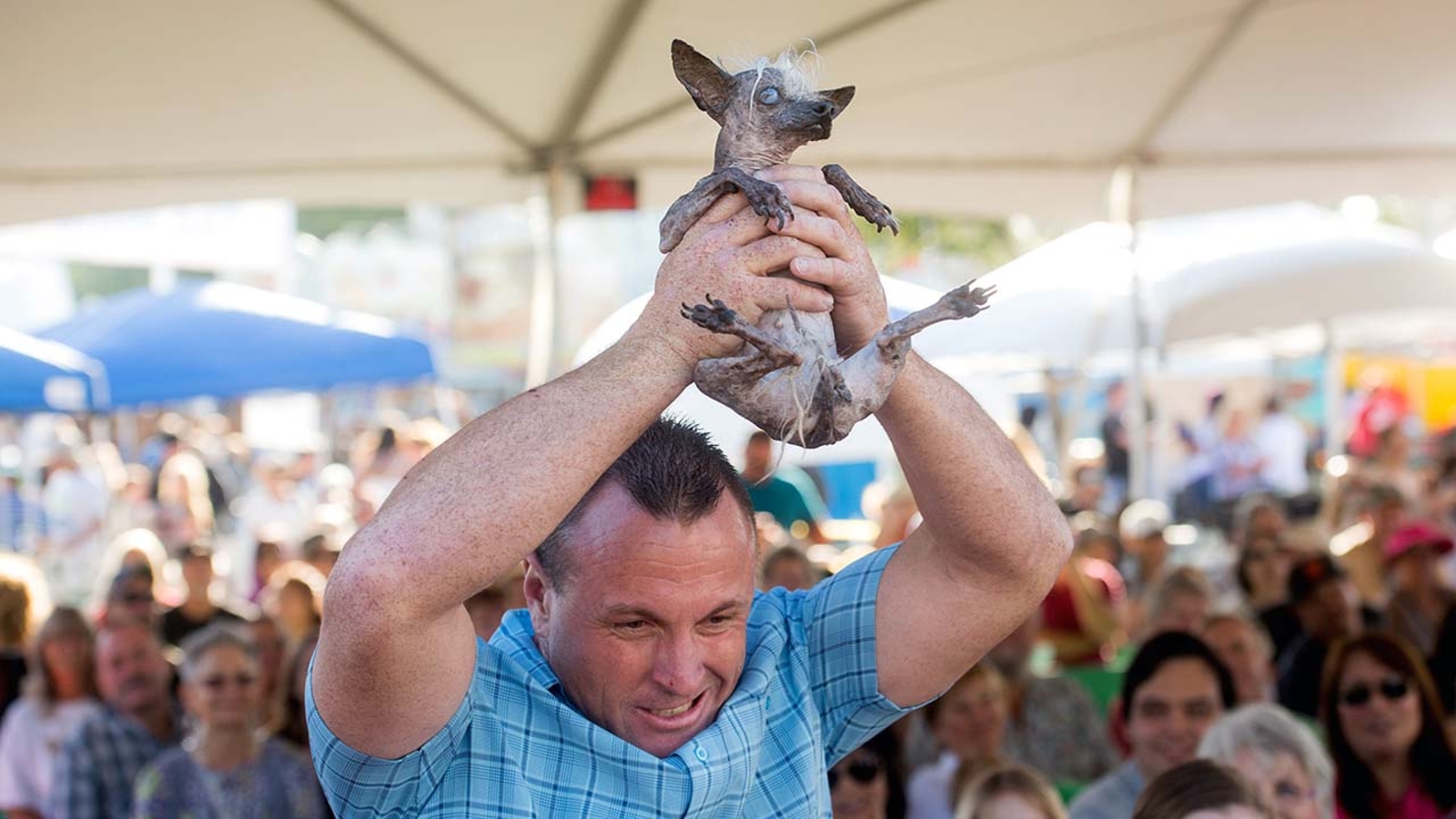 PHOTOS: Inside the World's Ugliest Dog Contest - 6abc Philadelphia