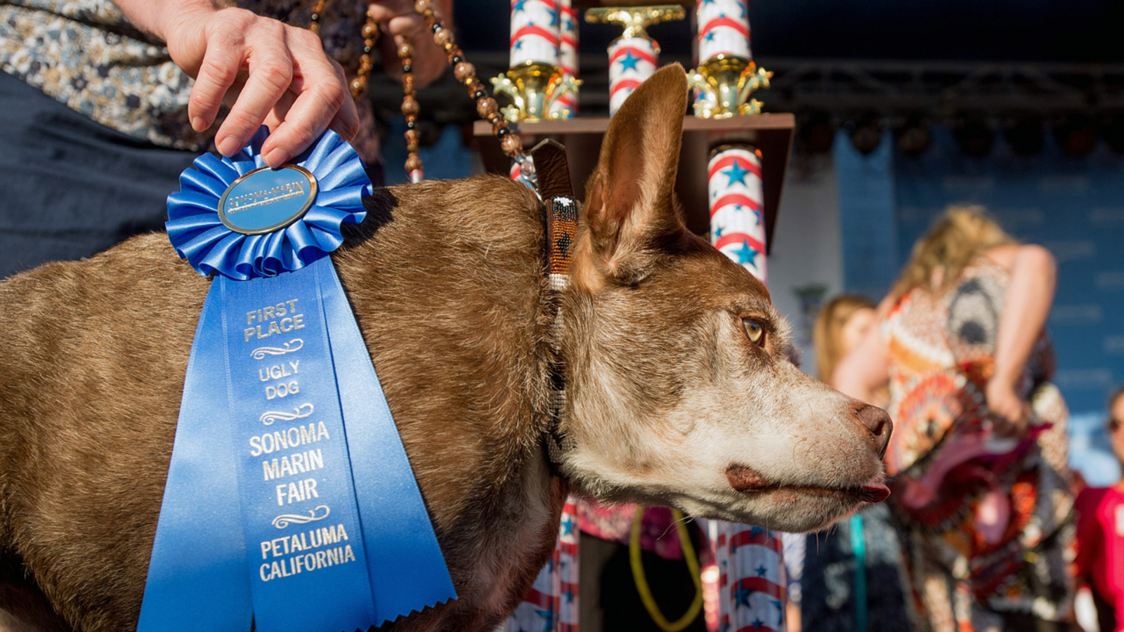 Hunchback pet named Quasi Modo crowned 'World's Ugliest Dog' - ABC7 Los ...