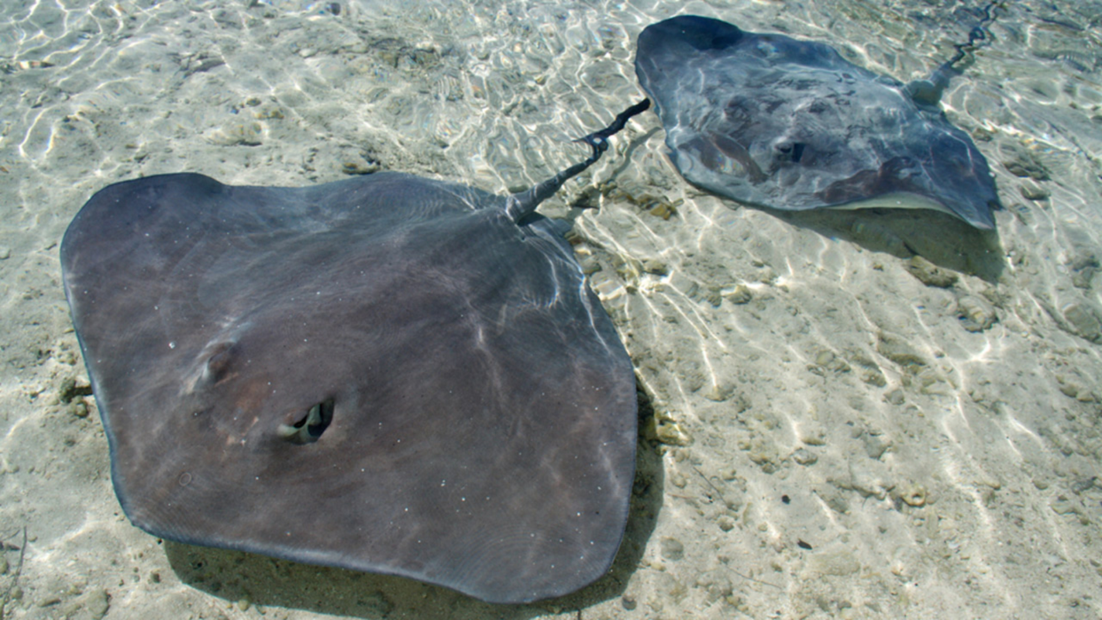 Man stung by stingray at Venice Beach Pier - ABC7 Los Angeles