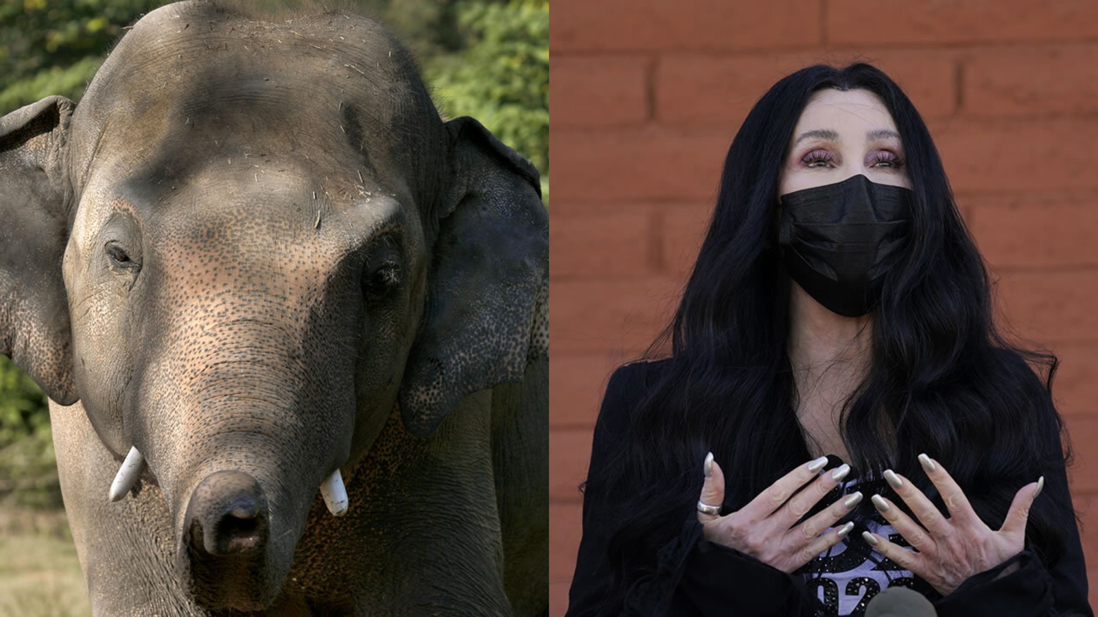 Cher travels to Pakistan to help rescue Kaavan, 'the world's loneliest ...