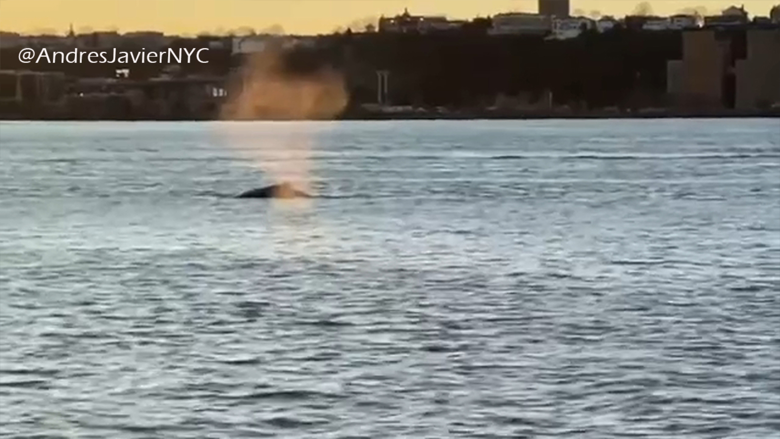 Humpback whale spotted spouting off in the Hudson River in New York ...