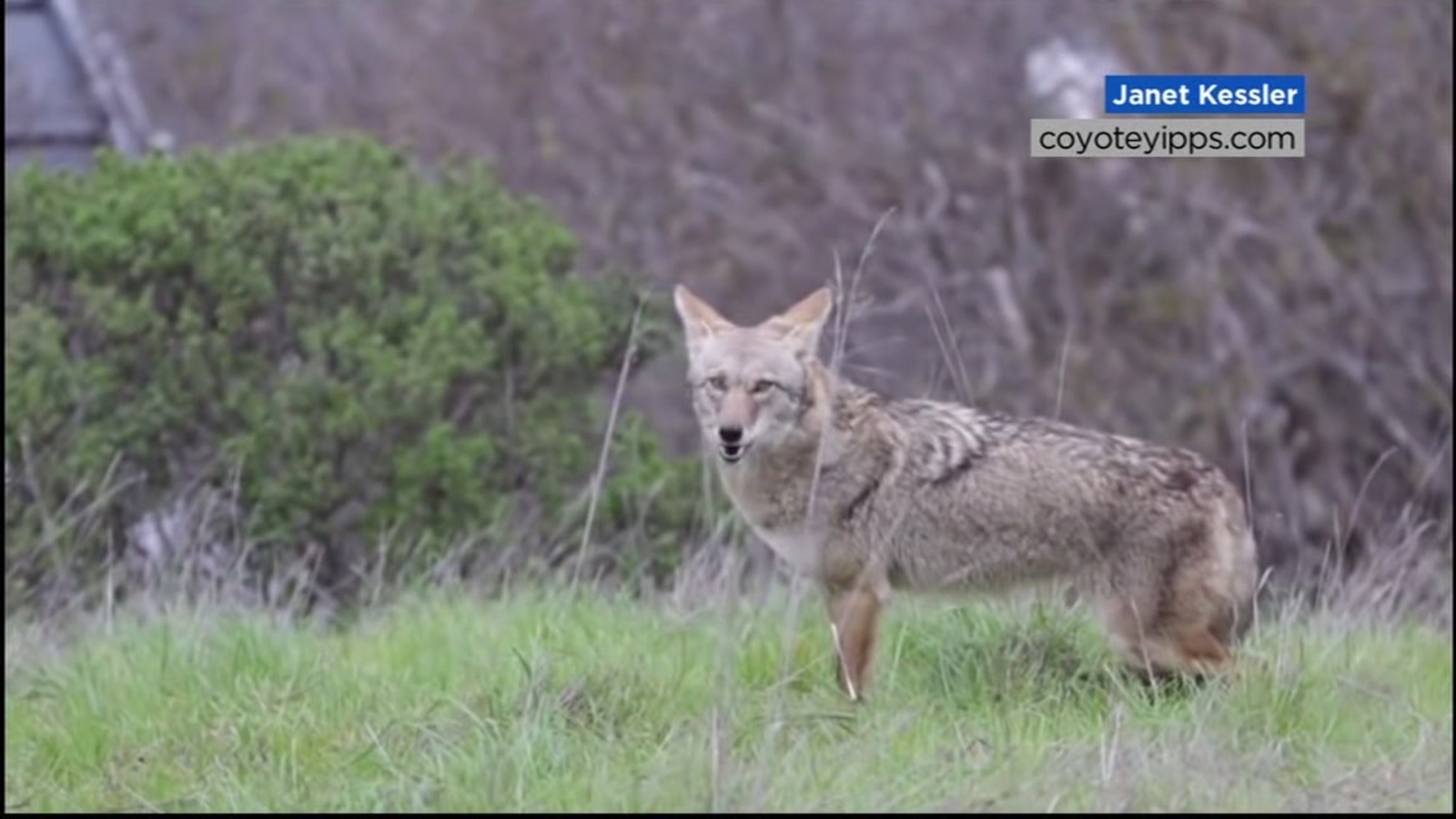 Grocery worker attacked by coyote in at Diablo Foods in Lafayette ...