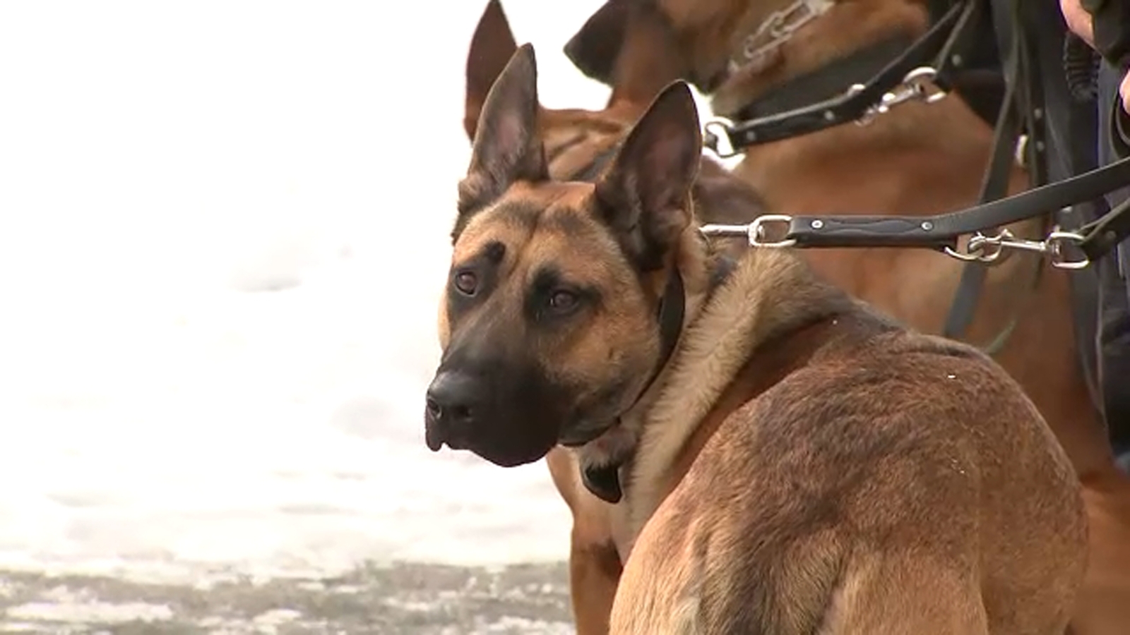 Behind the scenes: NYPD's K-9s featured in new calendar, new class of ...