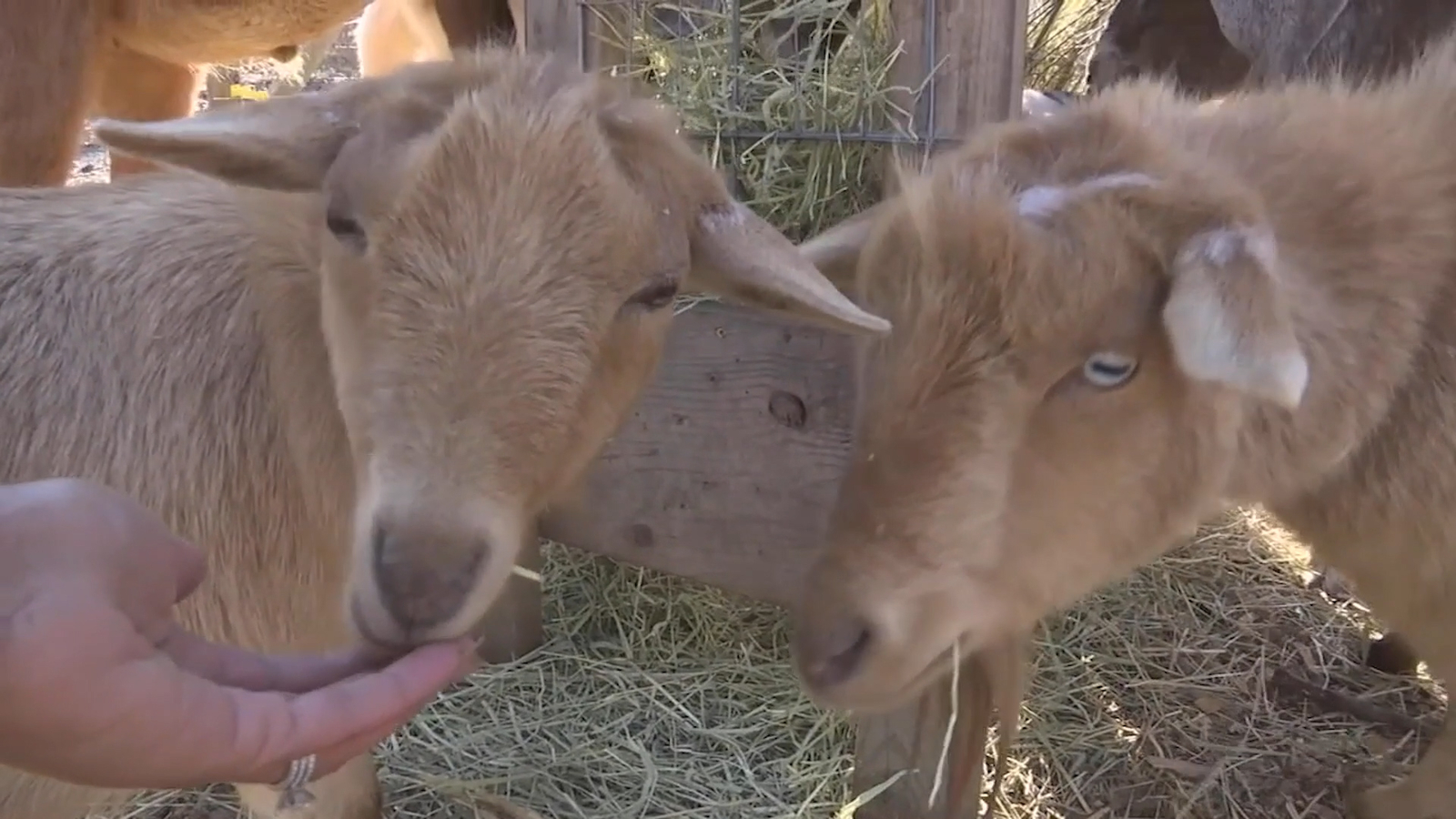 Need to recycle your Christmas tree? The Philly goat project is here to ...