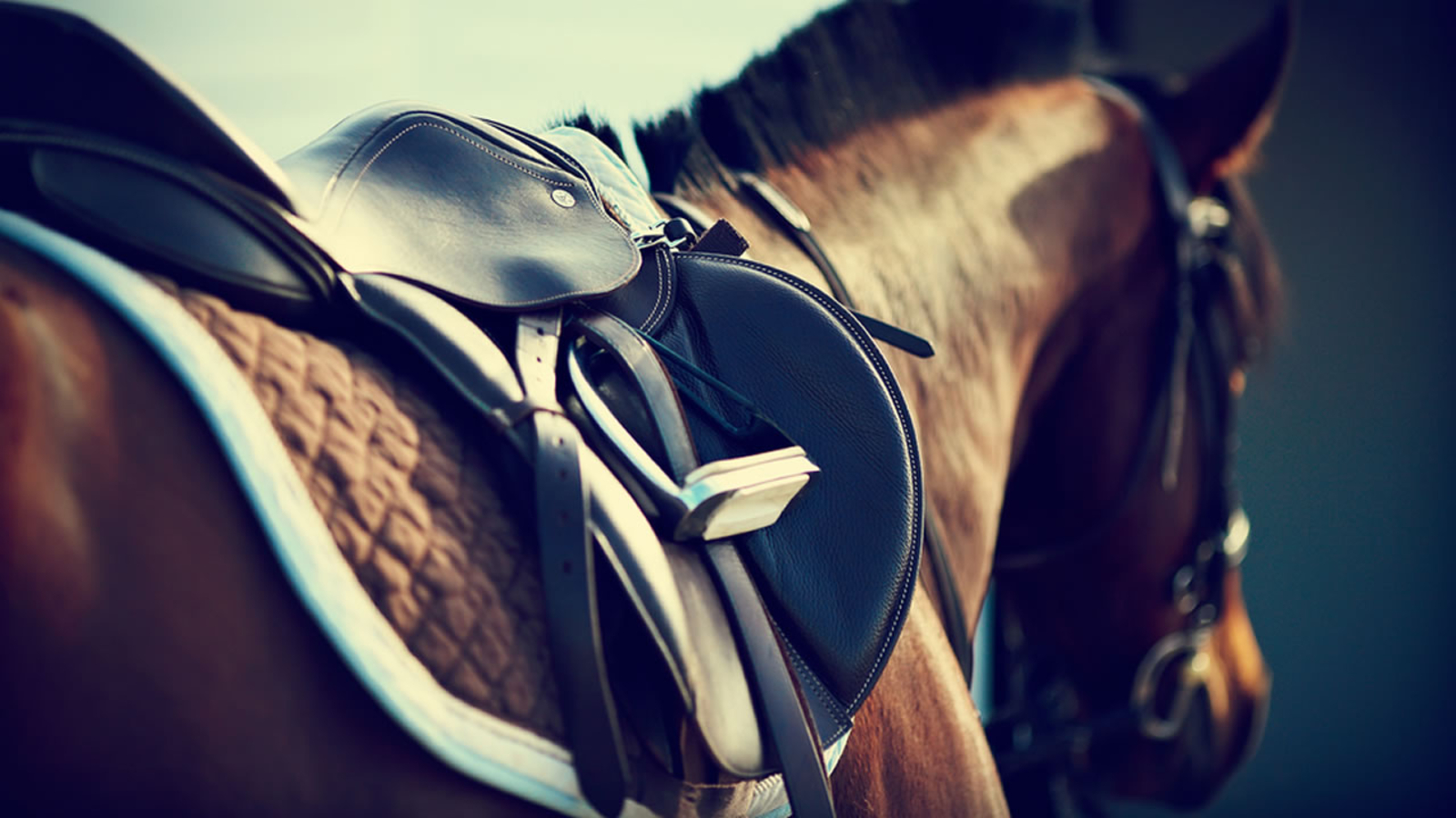 Woman, 22, dies in horse-riding accident - ABC13 Houston