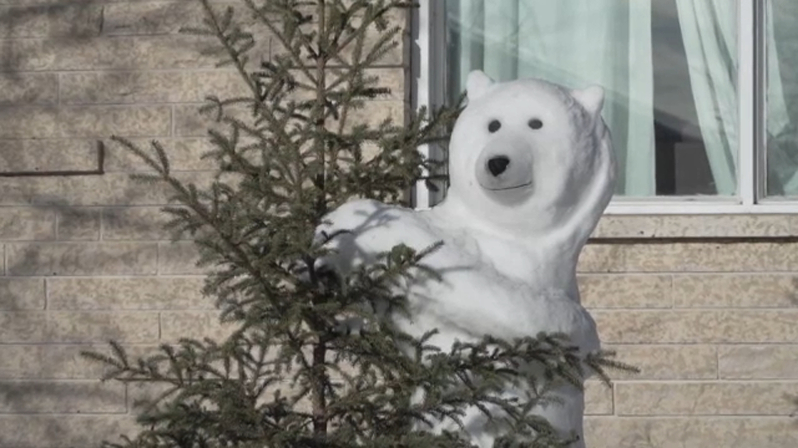 Homeowner in Manitoba, Canada creates display of polar bears with snow ...